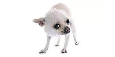 How to Calm Your Scared Dog - Help Your Pup with Loud Noises & More