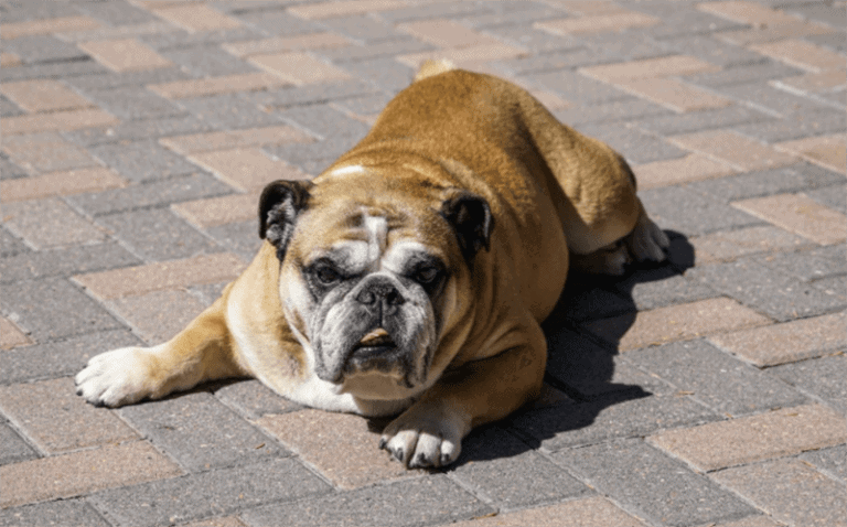 125+ Bulldog Names That Are Totally Awesome - My Dog's Name