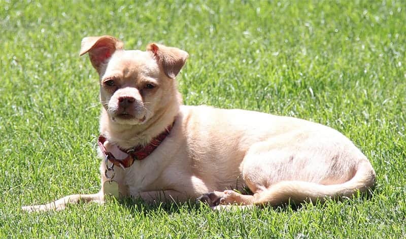 Chihuahua Pug Mix – Discover the Adorable Chug - My Dog's Name Chihuahua Pug Mix – Discover the Adorable Chug - My Dog's Name