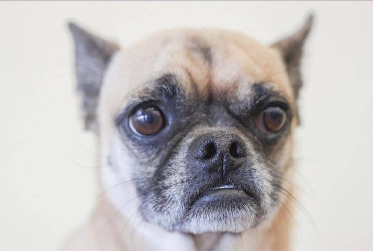 Chihuahua Pug Mix – Discover the Adorable Chug - My Dog's Name