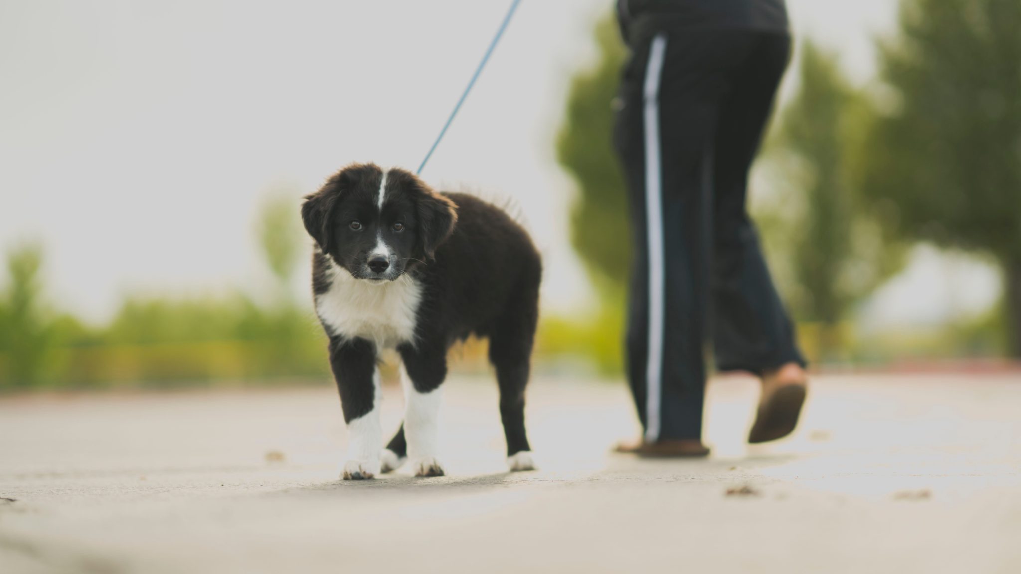 How to Train a Dog to Walk on a Leash – 7 Steps - My Dog's Name