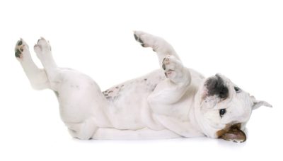 How to Teach a Dog to Play Dead [It's Easy!] - My Dog's Name