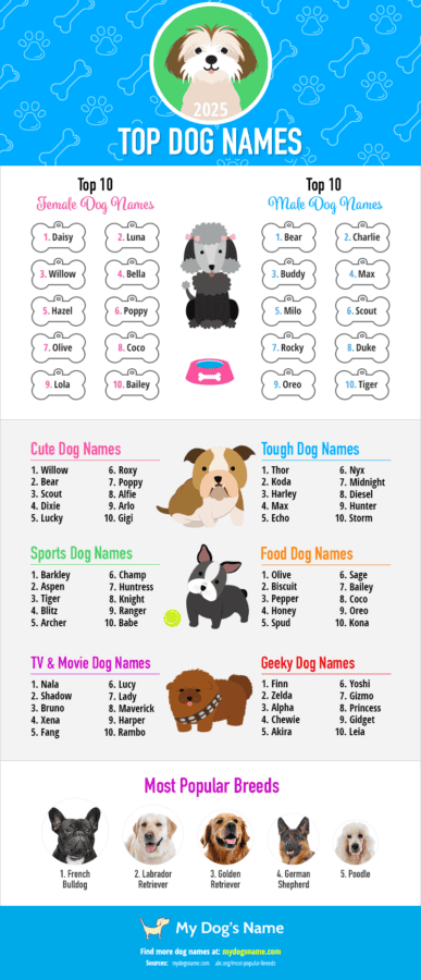 100+ Top Dog Names of 2025 (Ranked by Category)