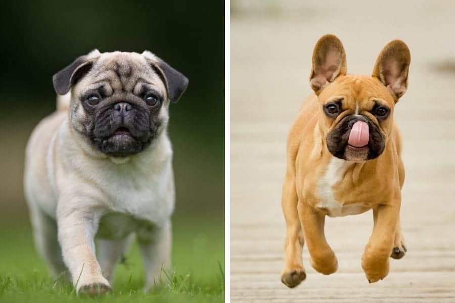 Pug vs French Bulldog: What's the Difference? - My Dog's Name Pug vs French Bulldog: What's the Difference? - My Dog's Name
