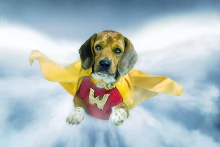 Superhero Dog Names [110+ Powerful Ideas!] - My Dog's Name