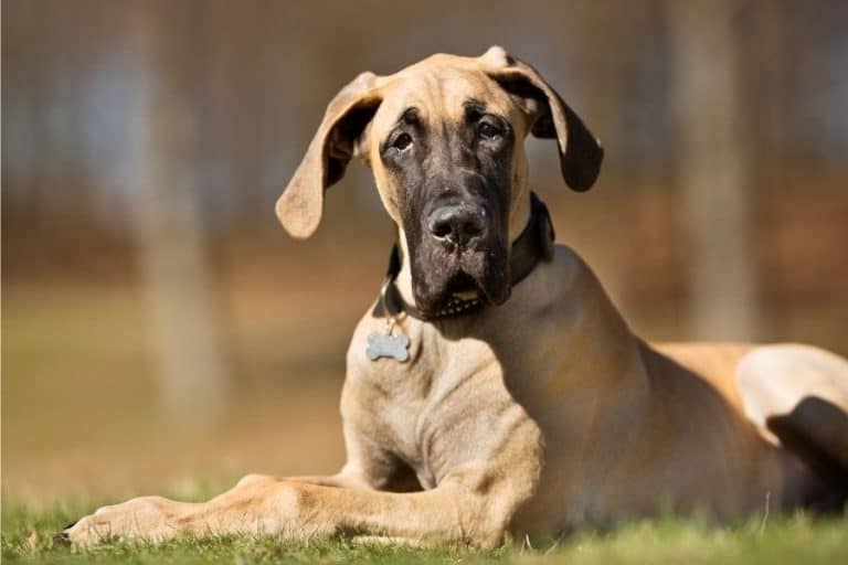 Great Dane Names [655+ Ideas] - My Dog's Name