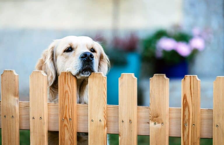 How to Stop Your Dog from Running Away (7 Helpful Tips)